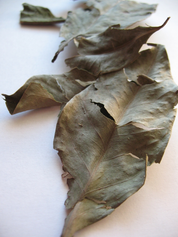 Salam leaf, an essential flavor in Indonesian cooking | Asian Markets ...