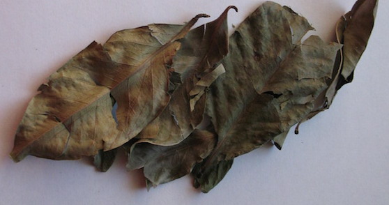 Salam leaf, an essential flavor in Indonesian cooking | Asian Markets ...