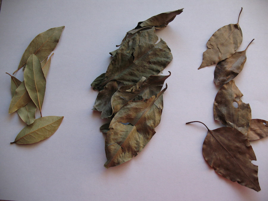 Salam leaf, an essential flavor in Indonesian cooking | Asian Markets ...